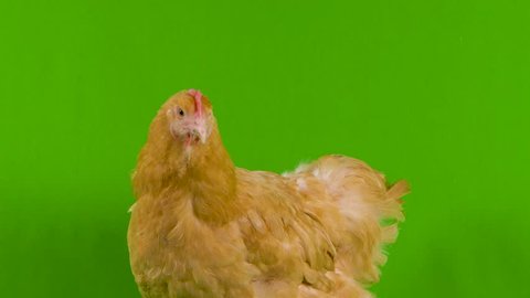 Chicken green screen Stock Video Footage - 4K and HD Video Clips ...