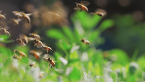 4k slow motion swarm honey bees Stock Footage Video (100% Royalty-free ...