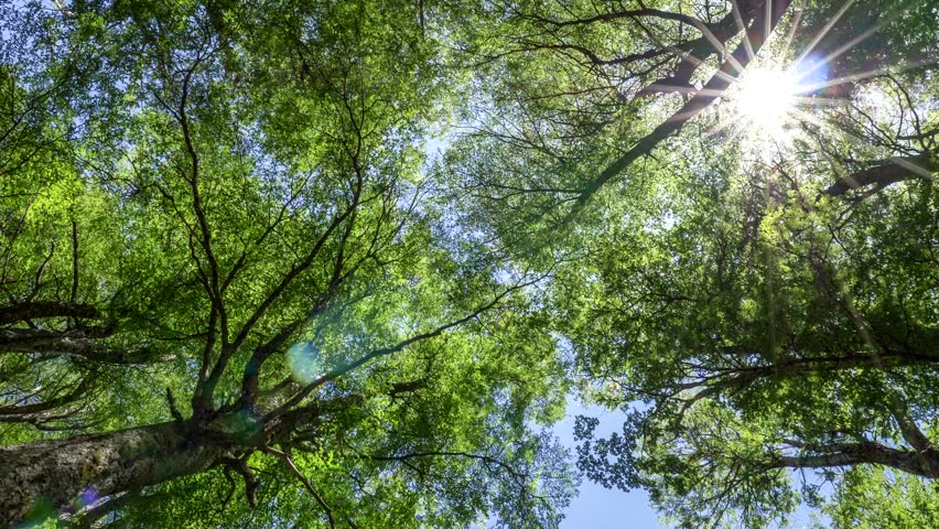 A Forest Canopy From Below Stock Video Footage - 4K and HD Video Clips ...