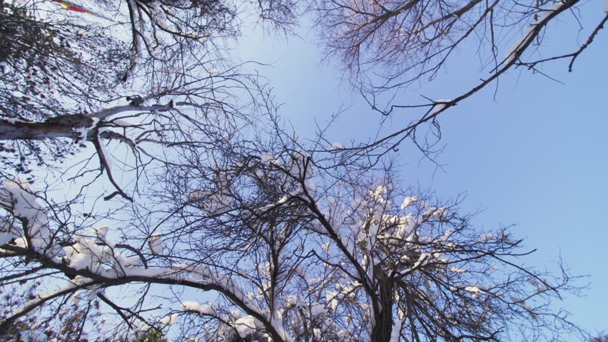 Frozen Trees in the winter with circle of plants image - Free stock ...
