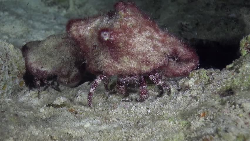 Crab poop Stock Video Footage - 4K and HD Video Clips | Shutterstock