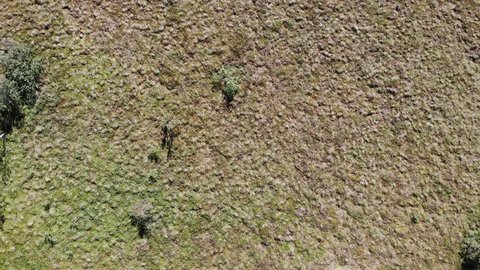 Swamp Grass Texture Above Stock Photo 1742507114 | Shutterstock