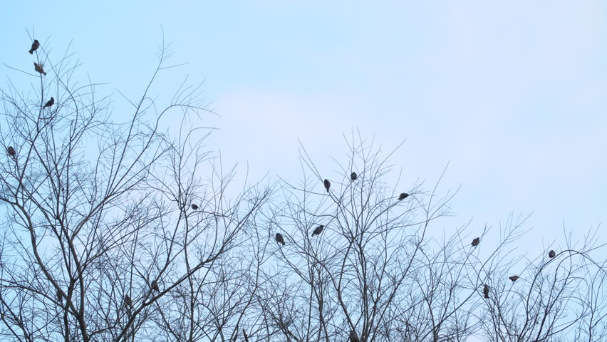 Bird perched on some tree branches image - Free stock photo - Public ...