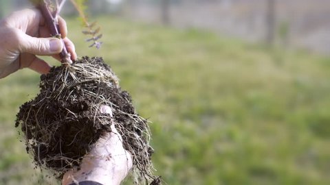 4 videos de Tree roots shaking hands - Videos de stock: videoclips en ...