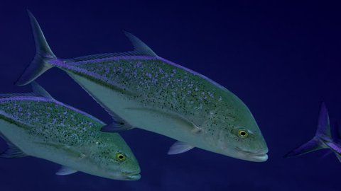 Mounted Blue Marlin Isolated Against White Stock Photo (Edit Now) 636682777