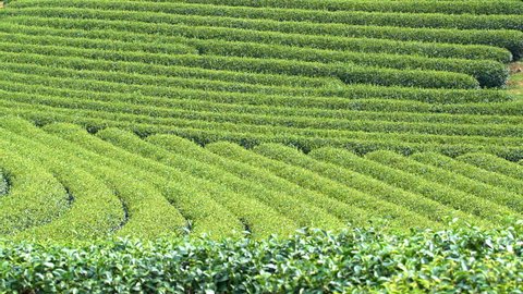 Aerial View Rows Rows Hops Ready Stock Footage Video (100% Royalty-free ...