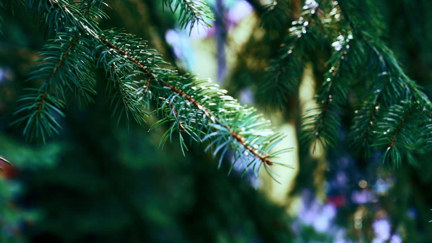 Closeup of Evergreen Fir-tree Filmed Stock Footage Video (100% Royalty ...