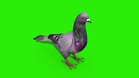 Pigeon Green Screen Top 3d Rendering Stock Footage Video (100% Royalty ...