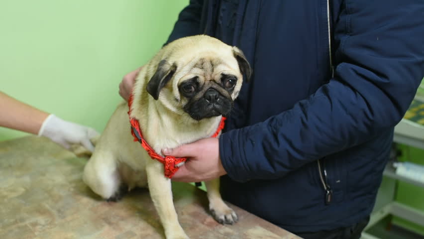 Sick Pug Veterinary Clinic Veterinarians Rubber Stock Footage Video ...