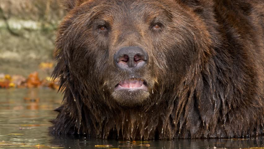 Brown Bears in Water Pool image - Free stock photo - Public Domain ...