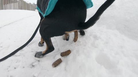 Dog Taking Dump During Typical Winter Stock Footage Video (100% Royalty ...