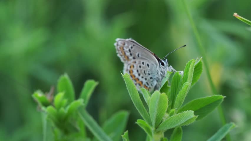 Butterfly and Grasshopper on Leaves and Grass image - Free stock photo ...