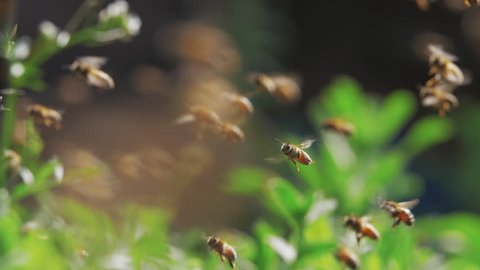 4k slow motion swarm honey bees Stock Footage Video (100% Royalty-free ...