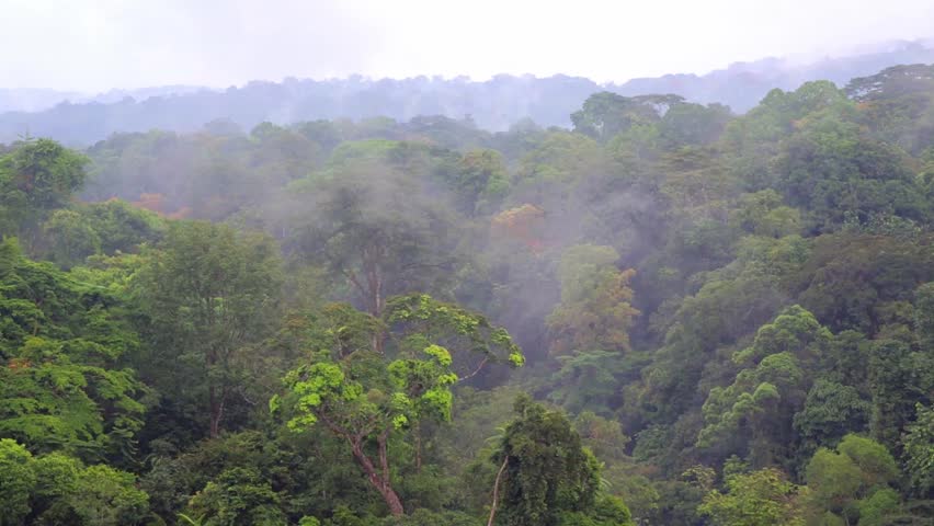 flying over rain-forest shooting air tropics Stock Footage Video (100% ...