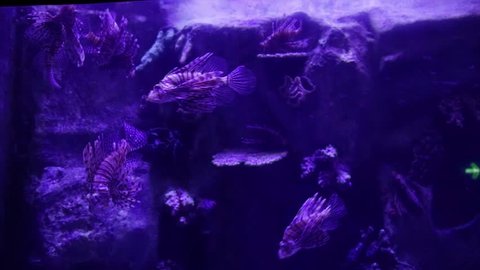 beautiful black dragon night forest peacefully Stock Footage Video (100 ...