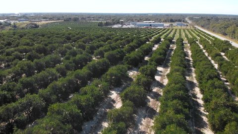 Aerial Drone View Florida Orange Groves Stock Footage Video (100% ...