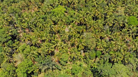 Aerial View Coconut Fields Jatluwih Slow Stock Footage Video (100% ...