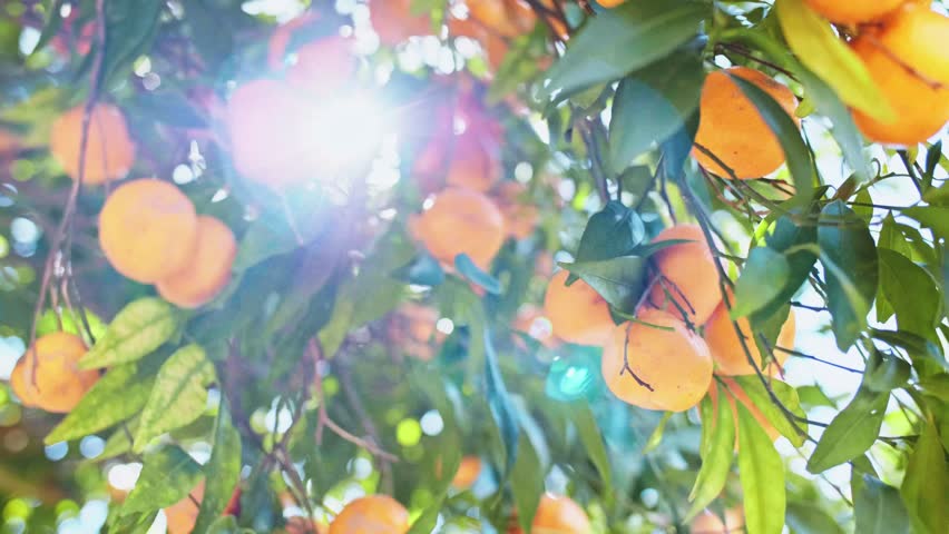 Gmo fruit Stock Video Footage - 4K and HD Video Clips | Shutterstock