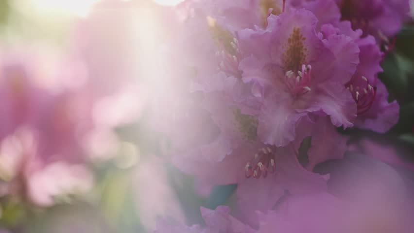elegant floral motion background animation various Stock Footage Video ...