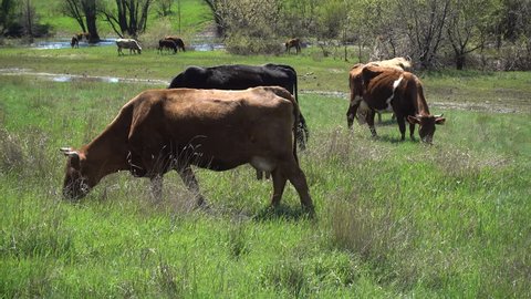 mating cow bull Stock Footage Video (100% Royalty-free) 1021307446 ...