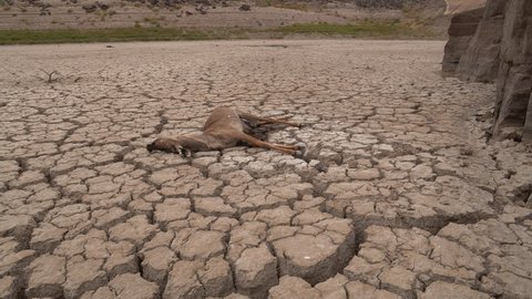 Climate Changecloseup Panning View Dead Antelope Stock Footage Video ...