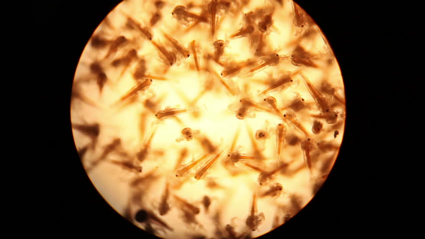 Caviar, Fish Eggs Under Microscope, Stock Footage Video (100% Royalty ...