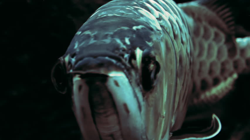 Weird-eyed Silver fish image - Free stock photo - Public Domain photo ...