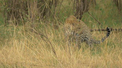 228 Big Poop Stock Video Footage - 4K and HD Video Clips | Shutterstock