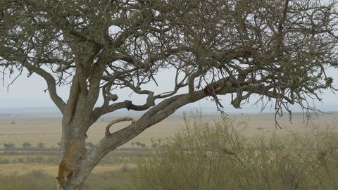 228 Big Poop Stock Video Footage - 4K and HD Video Clips | Shutterstock