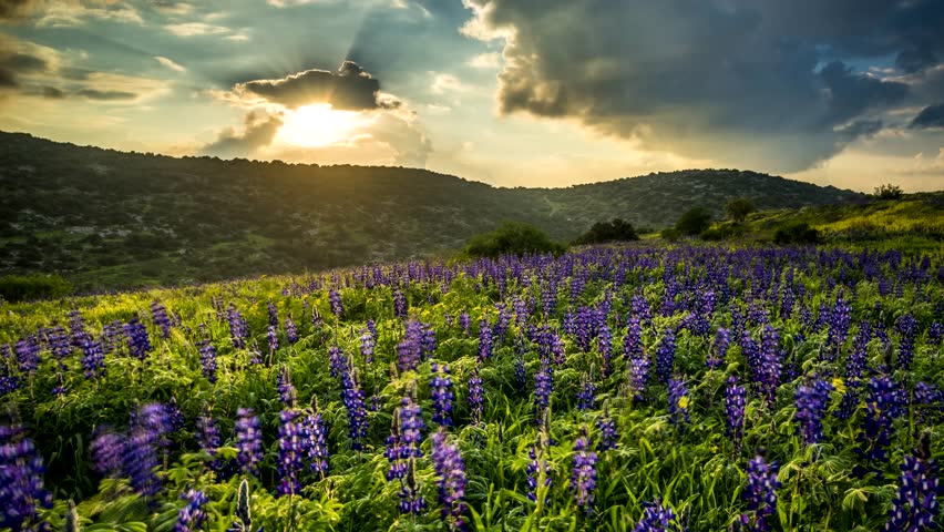 beautiful israeli landscape hillside field lupin Stock Footage Video ...