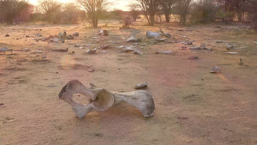 africa - circa 2018 dead skeleton Stock Footage Video (100% Royalty ...