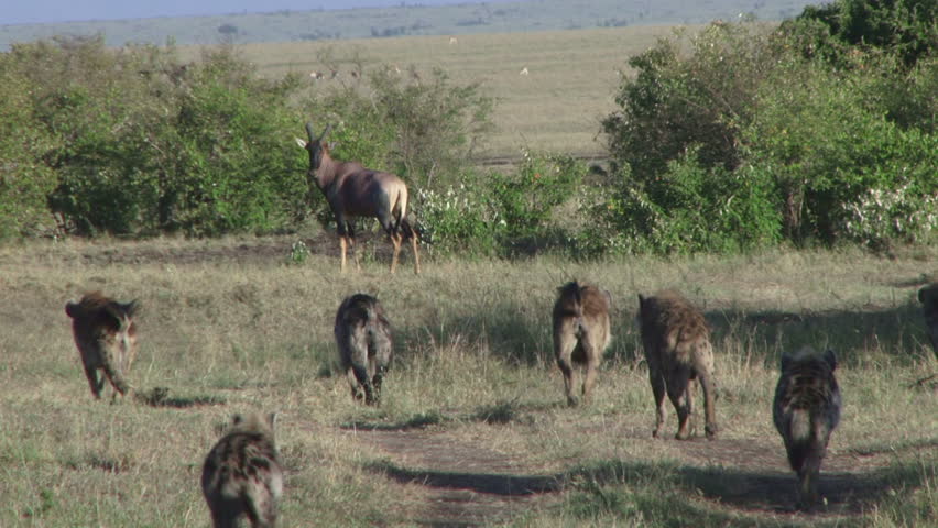 Female Hyena Stock Video Footage - 4K and HD Video Clips | Shutterstock
