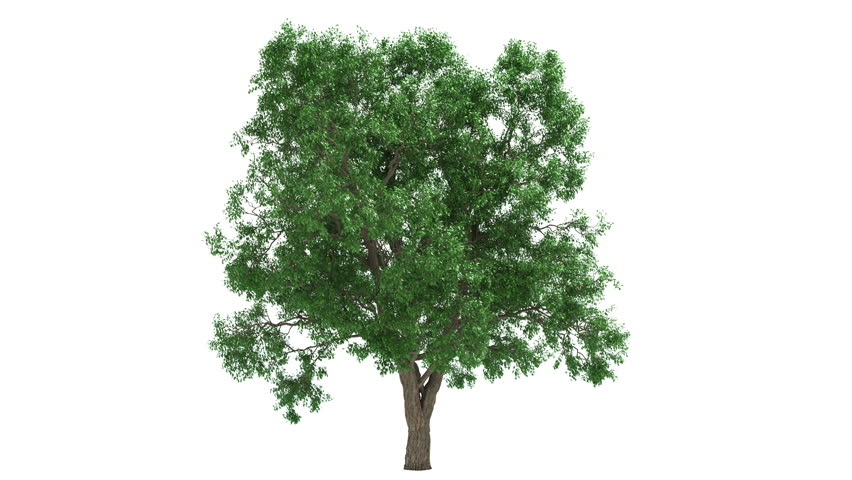 looping 3d realistic tree isolated on Stock Footage Video (100% Royalty ...