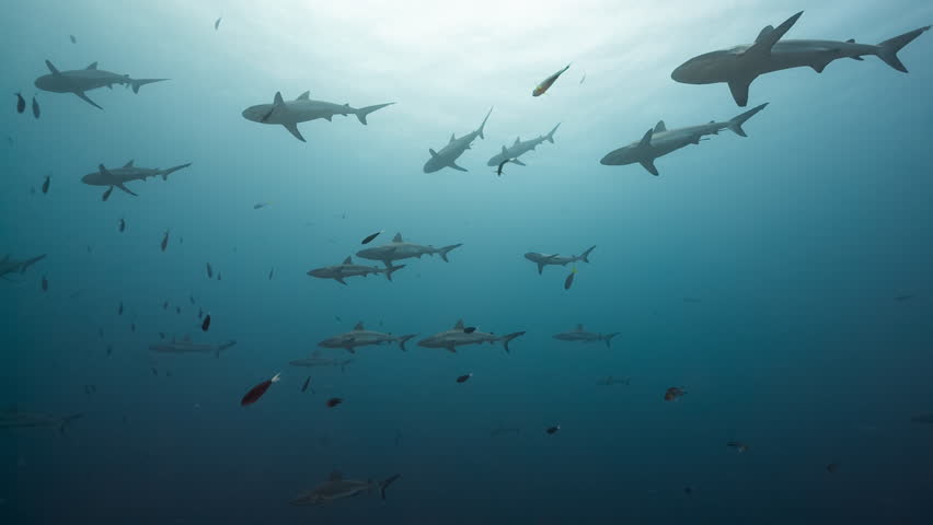 Swimming Numbers Stock Video Footage - 4K and HD Video Clips | Shutterstock