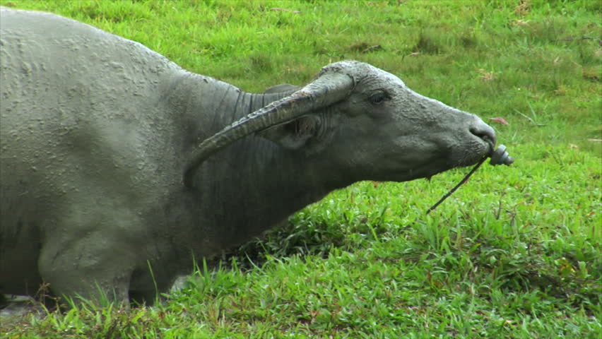 Aggressive Water Buffalo Ox Comes Stock Footage Video (100% Royalty ...