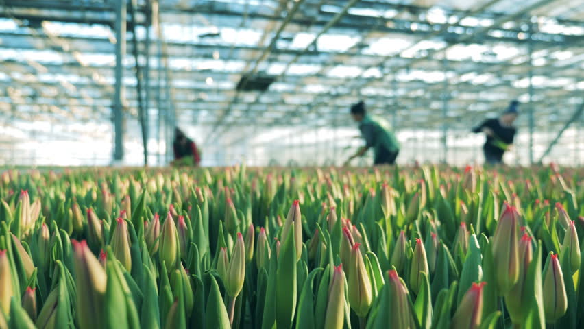 Tulip breeding Stock Video Footage - 4K and HD Video Clips | Shutterstock
