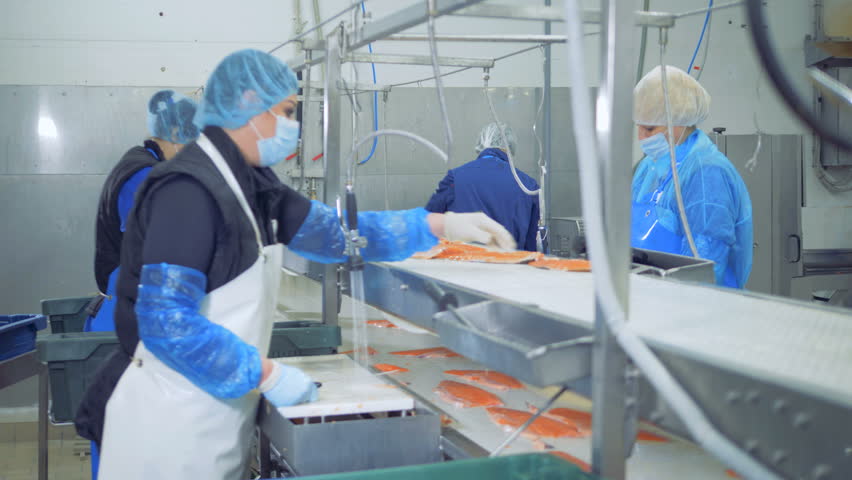 Fish Factory. Trouts Fillets are Stock Footage Video (100% Royalty-free ...