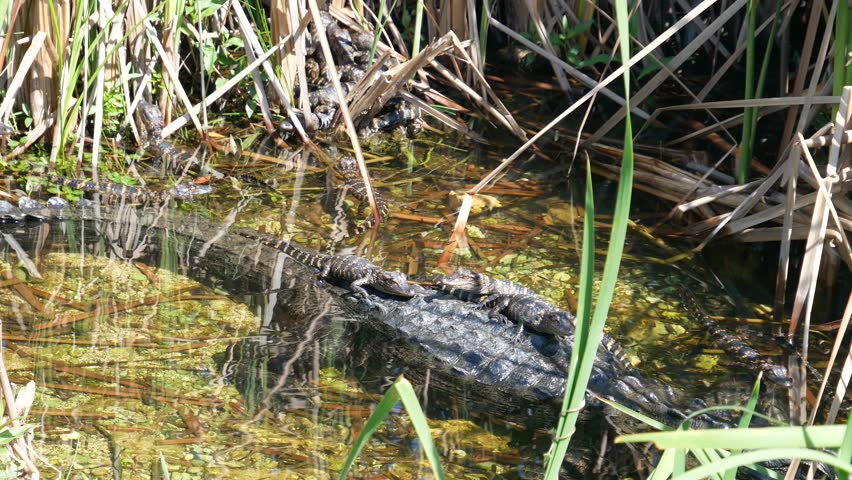 Baby Alligator Closeup macro image - Free stock photo - Public Domain ...