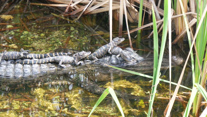 Baby Alligator Closeup macro image - Free stock photo - Public Domain ...