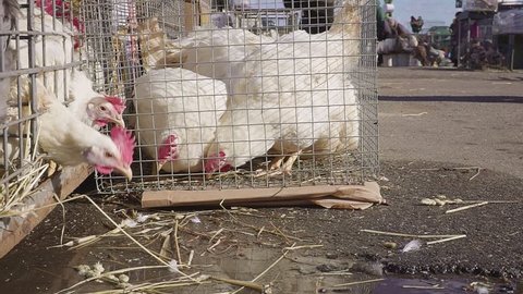 Alive Chickens Sale Farmers Market Stock Footage Video (100% Royalty ...