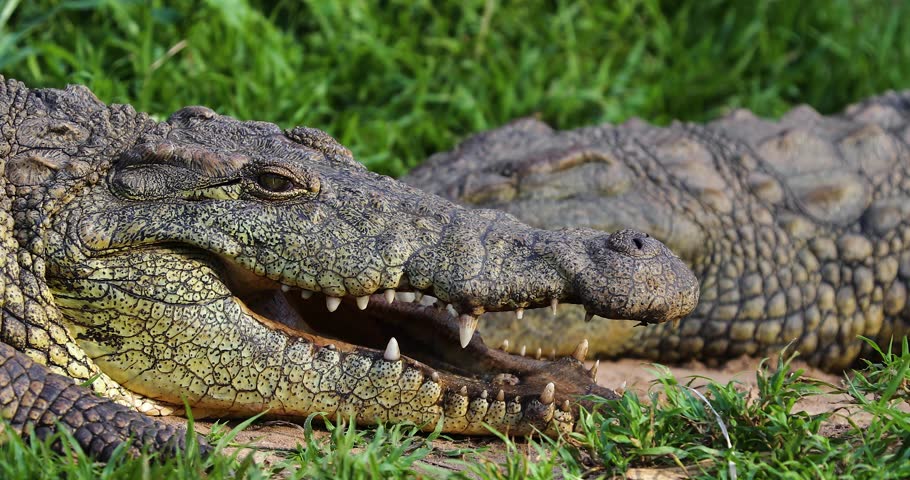 close monitor lizard mating water Stock Footage Video (100% Royalty ...