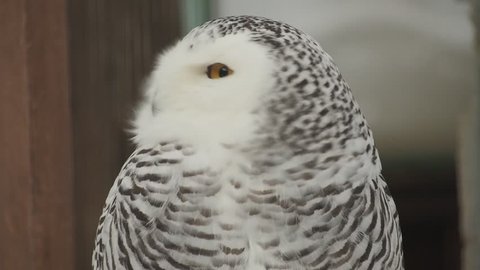 Snowy Owl Turning Head Breathing Beautiful Stock Footage Video (100% ...