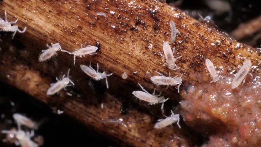 life soil springtails close very several Stock Footage Video (100% ...