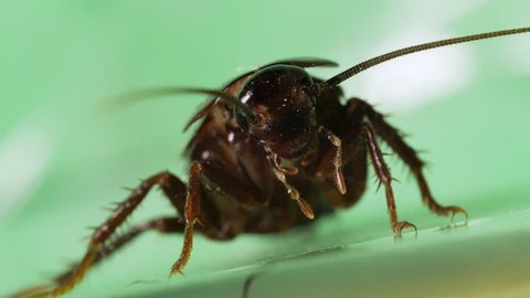 Large Cockroach Active Moving Antennae Antenna Stock Footage Video (100 ...
