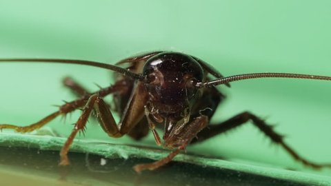 Large Cockroach Moving Antennae Antenna Palps Stock Footage Video (100% ...