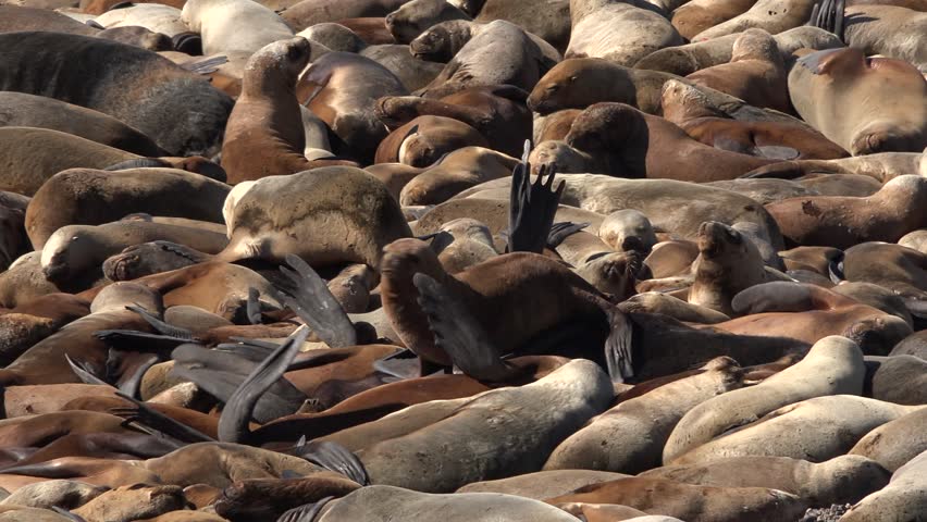 Sea Lion in a Colony image - Free stock photo - Public Domain photo ...