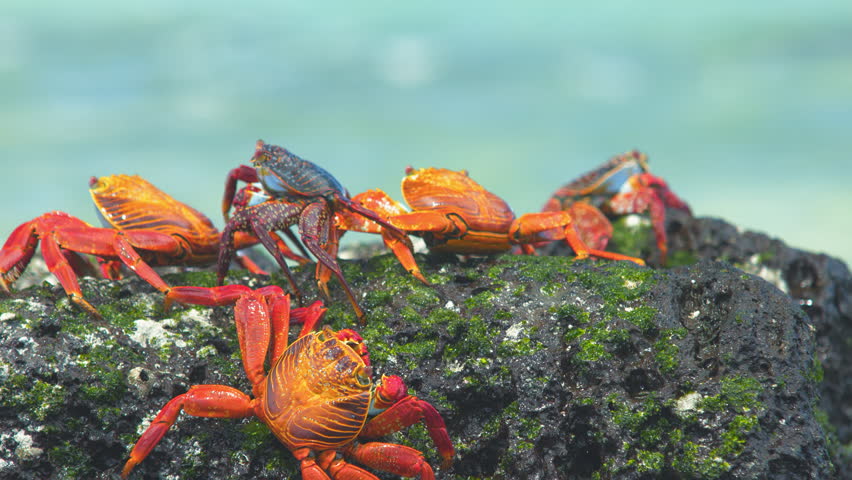 114 Lava shell Stock Video Footage - 4K and HD Video Clips | Shutterstock