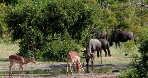 stallion covering mare herd semi-wild herds Stock Footage Video (100% ...