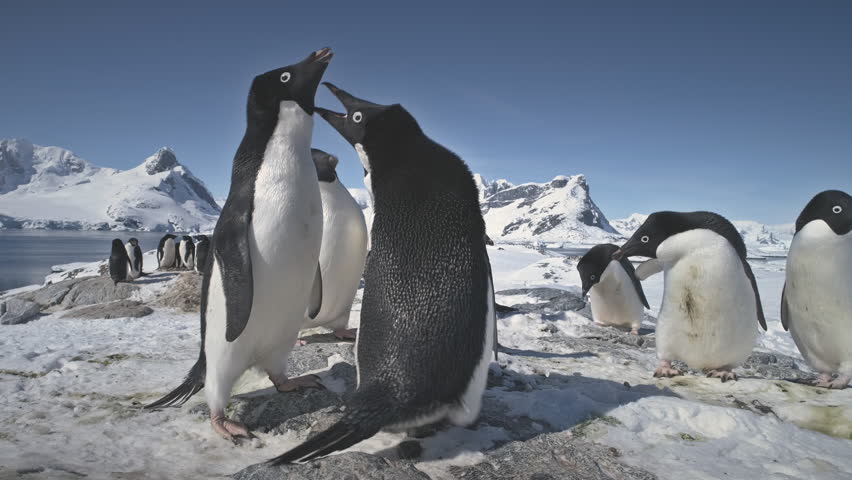 battle two penguins fight close-up view Stock Footage Video (100% ...