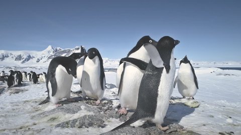 battle two penguins fight close-up view Stock Footage Video (100% ...